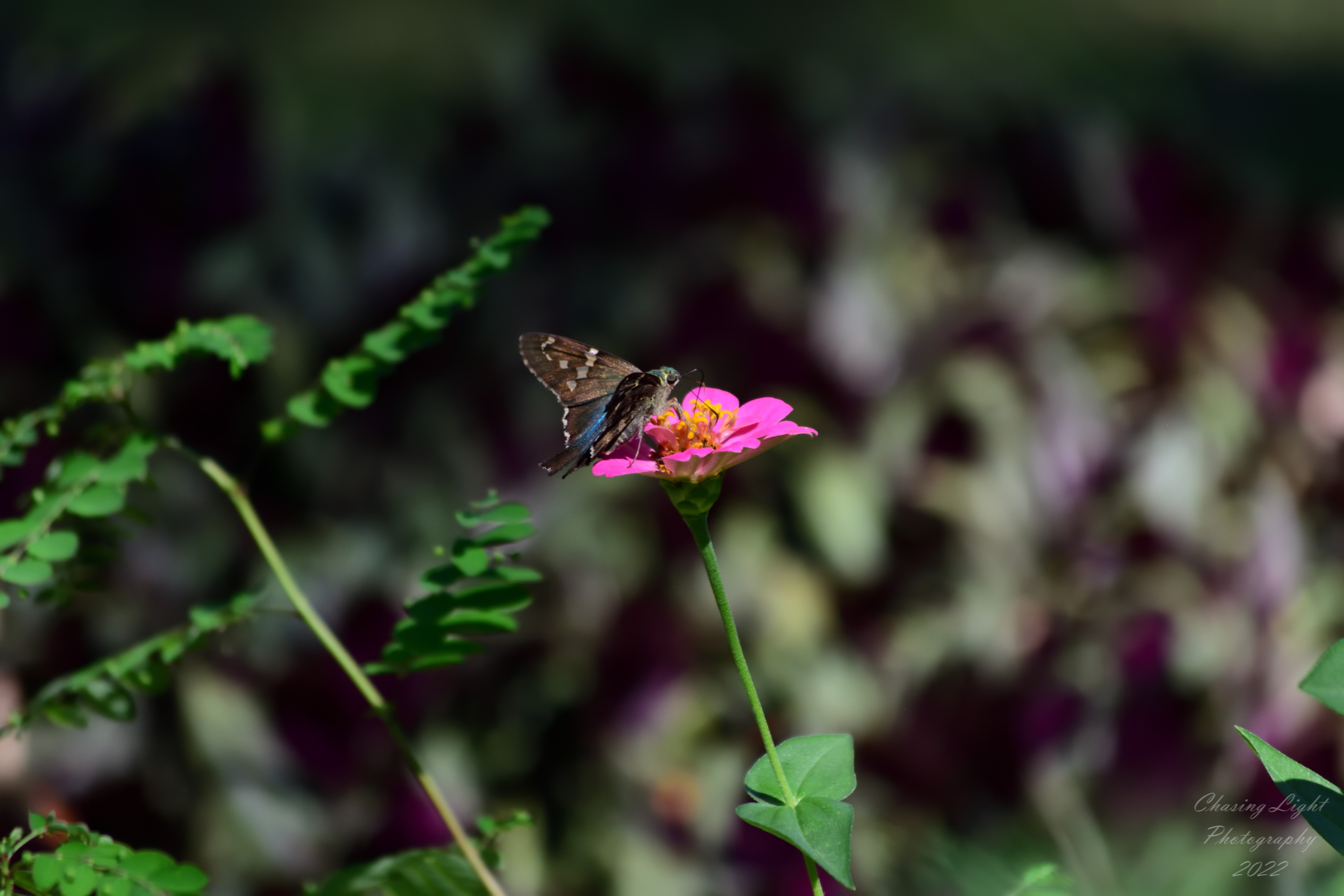 Some butterfly action from the flower bed. – Chasing Light Photography ...